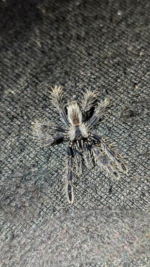 Ornithoctoninae Sp Phan Cay 'Red Tarantula by Eight Deadly Sins LLC