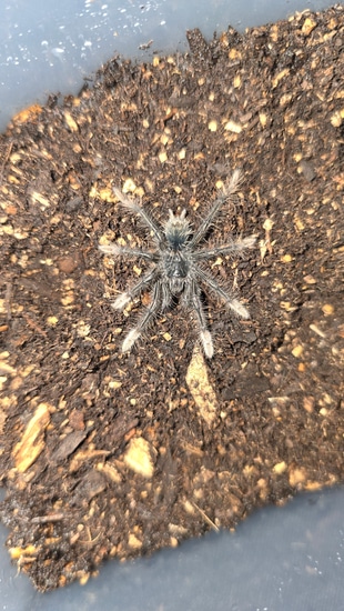 Theraphosa Apophysis (Pink Foot Goliath) Tarantula by Eight Deadly Sins LLC