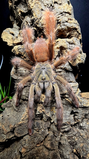 Amazonius Germani (Orange Tree Spider) Tarantula by Eight Deadly Sins LLC