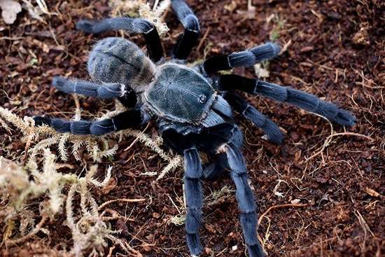 Ornithoctonus Sp Khao Sok Tarantula by Eight Deadly Sins LLC