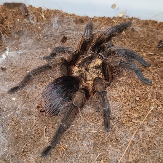 Phormictopus Auratus (Carribean Bronze) Tarantula by Eight Deadly Sins LLC