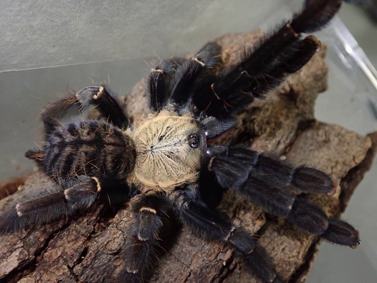 Phormingochilus Pennelhewlettorum (Bario Bat Eater) Tarantula by Eight ...