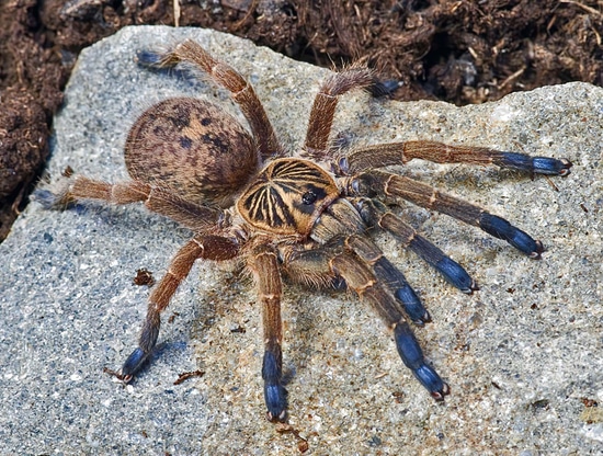 Idiothele Mira (Blue Foot Baboon) Tarantula by Eight Deadly Sins LLC