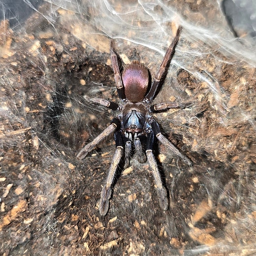 Haploclastus Devamatha (LSD Earth Tiger) Tarantula by Eight Deadly Sins LLC