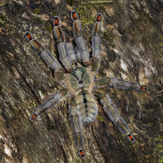 Psalmopoeus Cambridgei (Trinidad Chevron) Tarantula by Eight Deadly ...