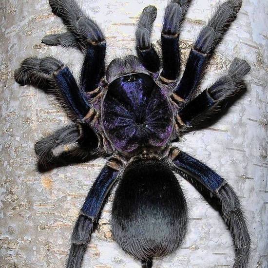 Phormictopus Sp Dominican Purple Tarantula by Eight Deadly Sins LLC