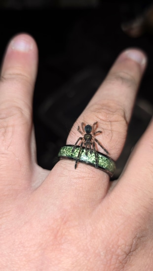 Ephebopus Rufescens (Red Skeleton Tarantula) by Eight Deadly Sins LLC