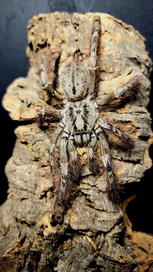 Stromatopelma Calceatum (Featherleg Baboon) Tarantula by Eight Deadly ...