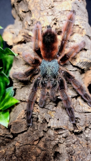 Caribena Versicolor (Antilles Pink Toe) Tarantula by Eight Deadly Sins LLC