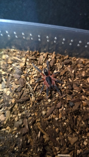 Davus Sp Panama (Lava Spider) Tarantula by Eight Deadly Sins LLC