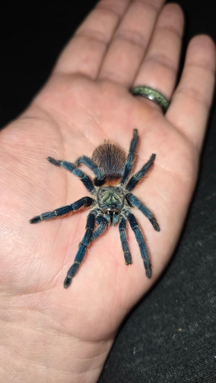 Dolichothele Diamantinensis (Brazillian Dwarf Beauty) .75" Tarantula by ...