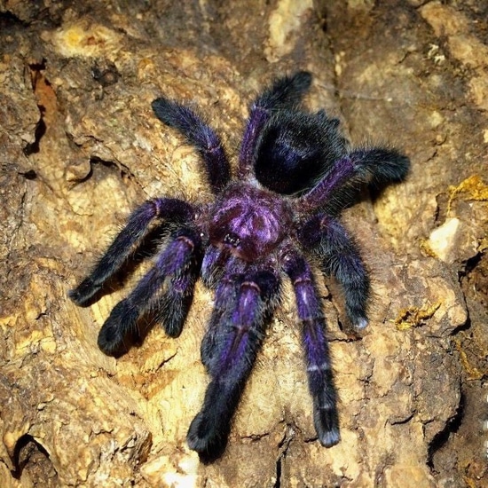 Avicularia Purpurea (Purple Pink Toe) Tarantula by Eight Deadly Sins LLC