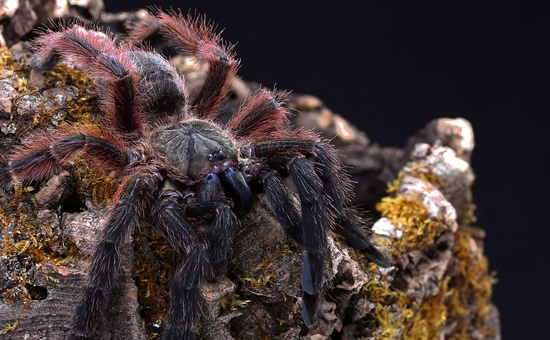 Psalmopoeus Victori (Darth Maul Tarantula) by Eight Deadly Sins LLC