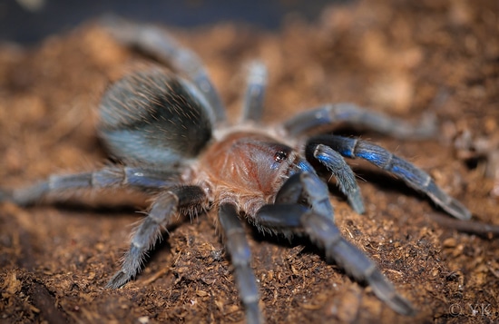 Aphonopelma Burica (Costa Rican Blue Front) Tarantula by Eight Deadly ...