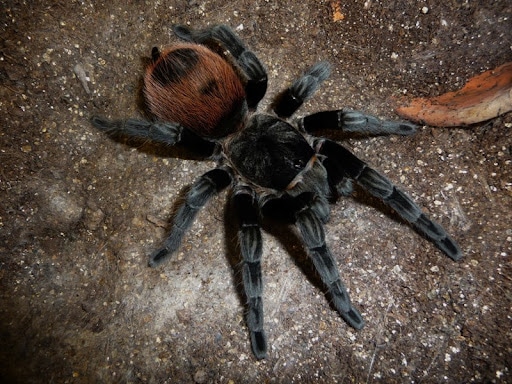 Tliltocatl Epicureanus (Yukatan Rust Rump) .5" Tarantula by Eight ...