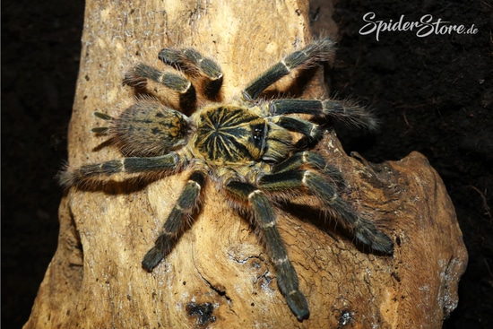 Pterinochilus Murinus DCF 'Mikumi' Tarantula by Eight Deadly Sins LLC