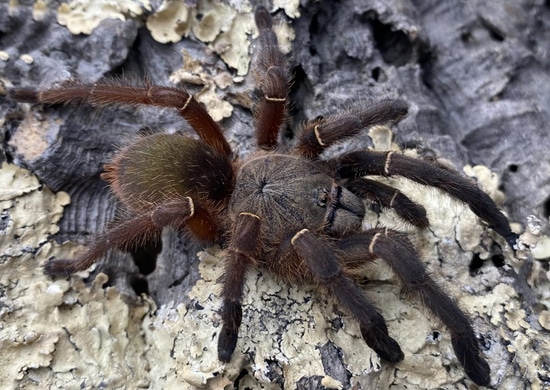 Ephebopus Uatuman (Emerald Skeleton) Tarantula by Eight Deadly Sins LLC