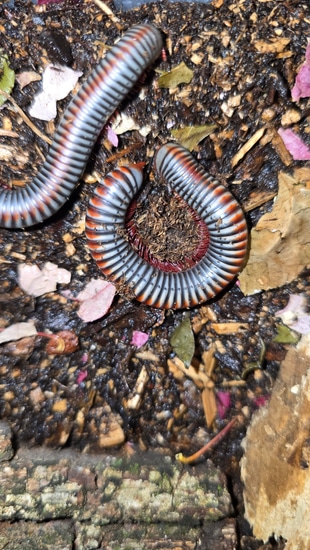Atopochetus Dollfusi (Vietnamese Rainbow) 3"+ Millipede by Eight Deadly ...