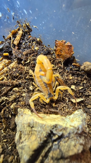 Tityus Stigmurus (Brazillian Scorpion) 3-4i by Eight Deadly Sins LLC