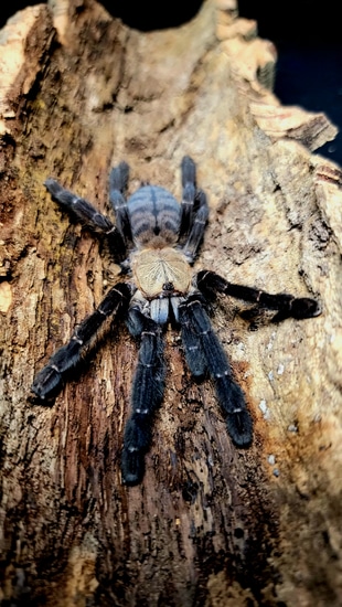 Cyriopagopus Sp Hati Hati (Purple Earth Tiger) .5" Tarantula by Eight ...