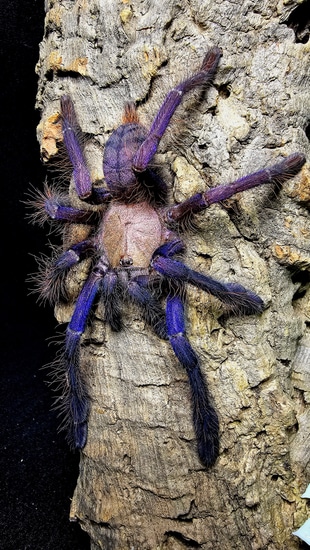 Omothymus Violaceopes (Singapore Blue) 1" Tarantula by Eight Deadly ...