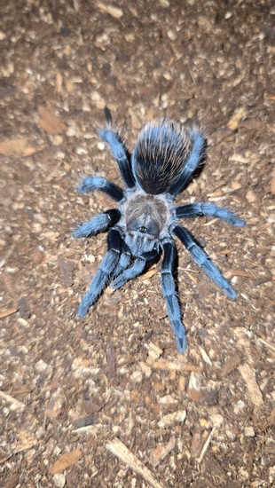 Tliltocatl Verdezi (Mexican Rose Grey) 3" Male Tarantula by Eight ...