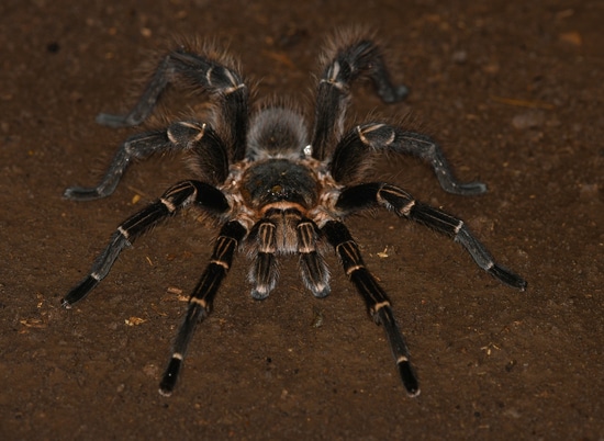 Eupalaestrus Larae (Gold Zebra Beauty) .75-1" Tarantula by Eight Deadly ...