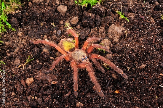 Ephebopus Uatuman (Emerald Skeleton) 1.5" Tarantula by Eight Deadly ...