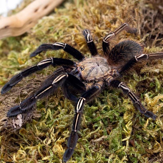 Ephebopus Murinus (Skeleton Leg) .75" Tarantula by Eight Deadly Sins LLC