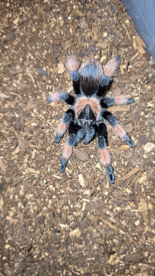 Brachypelma Emilia (Mexican Painted Red Leg) 3.5" MALE Tarantula by ...