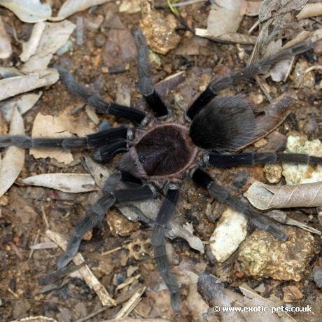 Theraphosinae Sp Roatan (Roatan Island Purple) 1" Tarantula by Eight ...