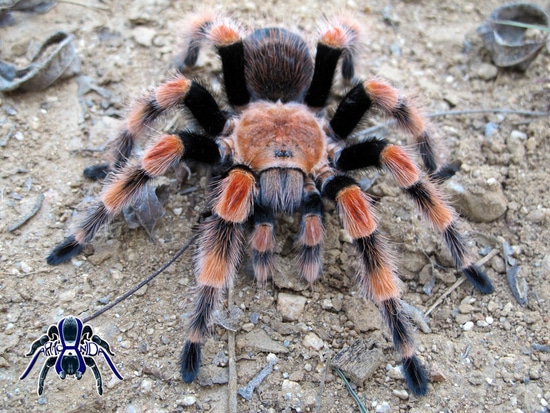 Brachypelma Smithi (Mexican Giant Red Knee) 1" Tarantula by Eight ...