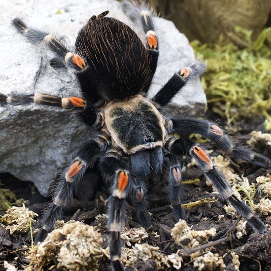 Brachypelma Auratum (Mexican Flame Knee) .5" Tarantula by Eight Deadly ...