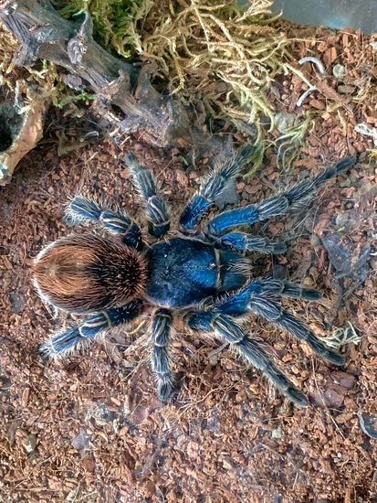 Thrixopelma Cyaneolum (Cobalt Red Rump) 1" Tarantula by Eight Deadly ...