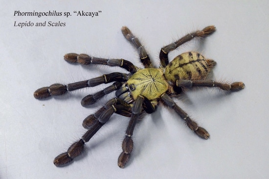 Phormingochilus Sp Akcaya (Golden Tree Spider) 1" Tarantula by Eight ...
