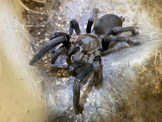 Selenocosmia Crassipes 'Eunice' (Queensland Whistling Spider) 1 ...
