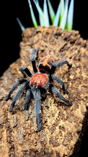 Davus Pentaloris (Guatemalan Tiger Rump) 1" Tarantula by Eight Deadly ...