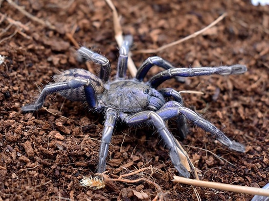 Cyriopagopus Sp Purple Zebra (Purple Zebra Earth Tiger) .5" Tarantula ...