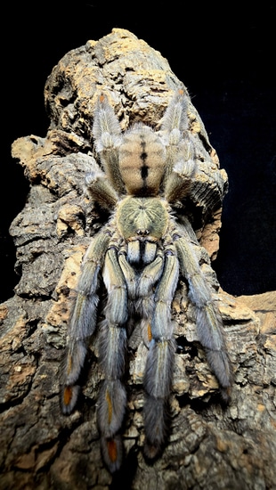 Psalmopoeus Cambridgei (Trinidad Chevron) .75" Tarantula by Eight ...