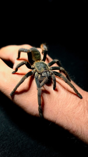 Citharognathus Tongmianensis (Chinese Stout Leg) 1" Tarantula by Eight ...