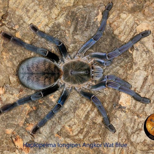 Cyriopagopus Longipes (Cambodian Blue) .75" Tarantula by Eight Deadly ...
