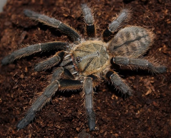 Cyriopagopus Sp Lam Dong (Lam Dong Earth Tiger) 1" Tarantula by Eight ...