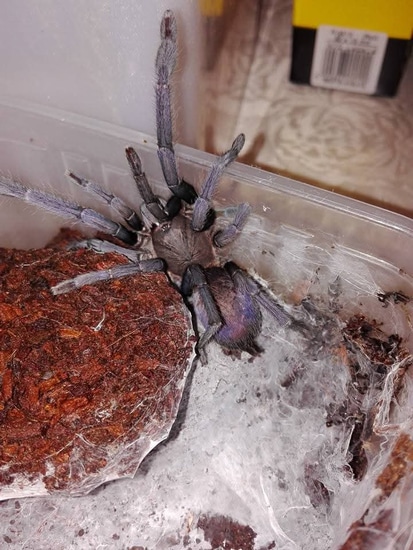Orphnaecus Sp Marinduque (Marinduque Purple) .5" Tarantula by Eight ...