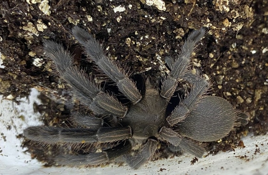 Phlogius Sp. Eunice (Eunice Whistling Spider) Tarantula by Eighth ...