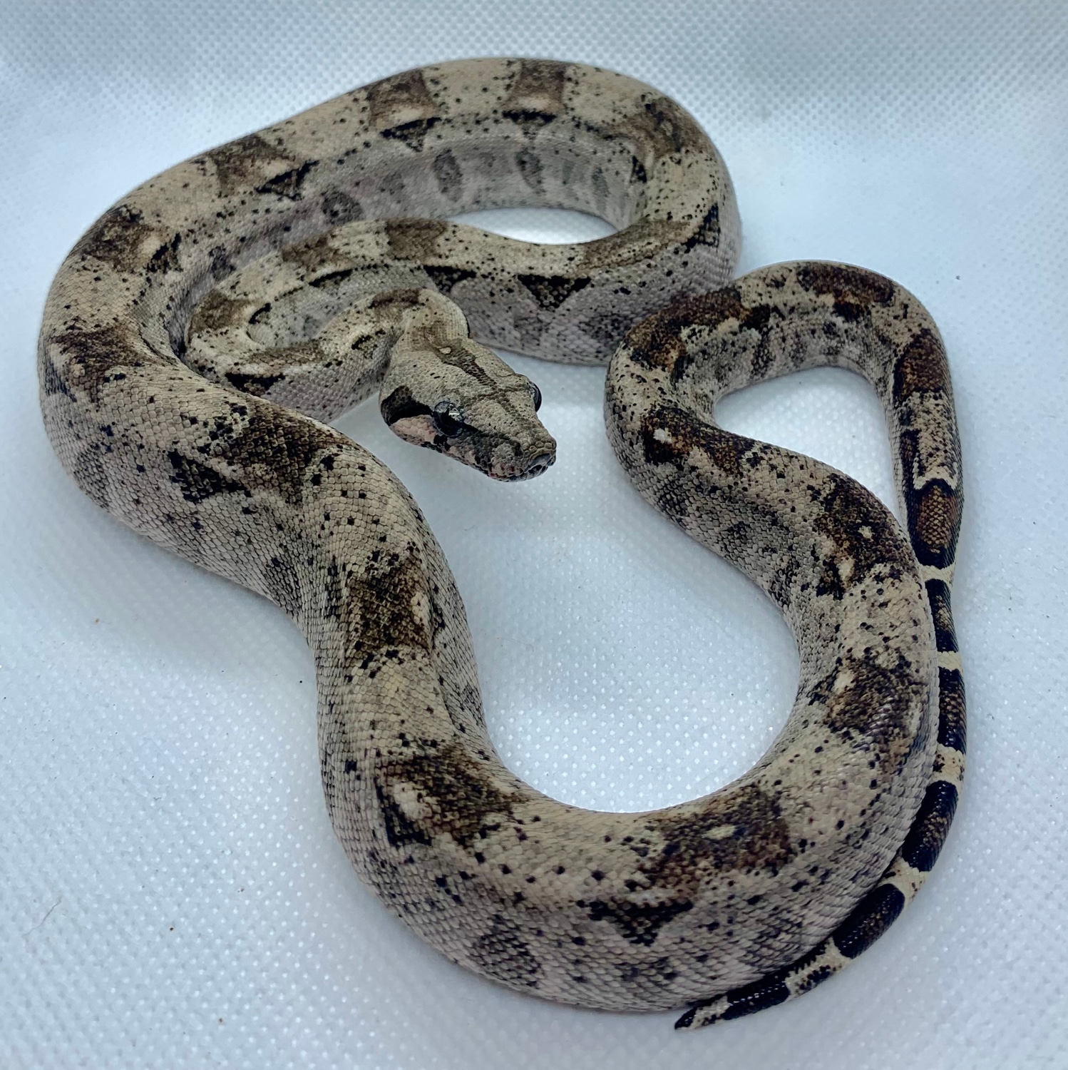 2018 Crawl Cay Boa Rio Bravo Lime Boa Constrictor by Eisel Reptiles ...