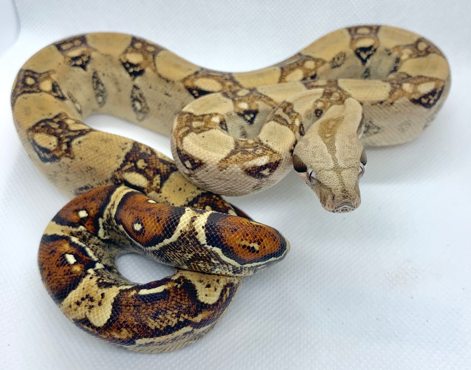 Double Het Red Dragon (Blood Albino) Boa Constrictor by Eisel Reptiles ...