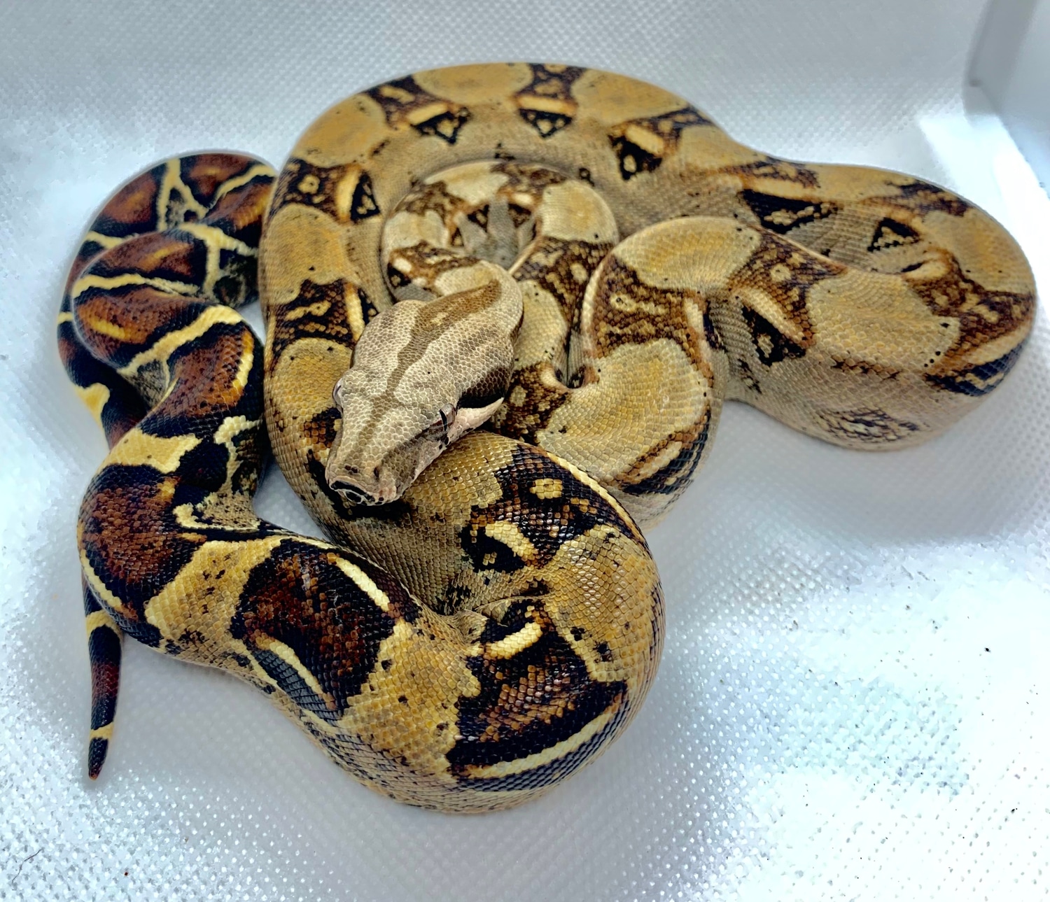 2018 Male Het Red Dragon Boa Boa Constrictor by Eisel Reptiles ...