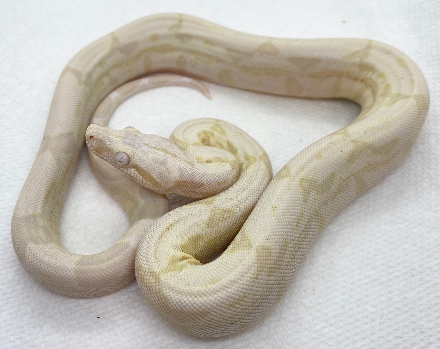 Moonglow Boa Boa Constrictor by Eisel Reptiles - MorphMarket