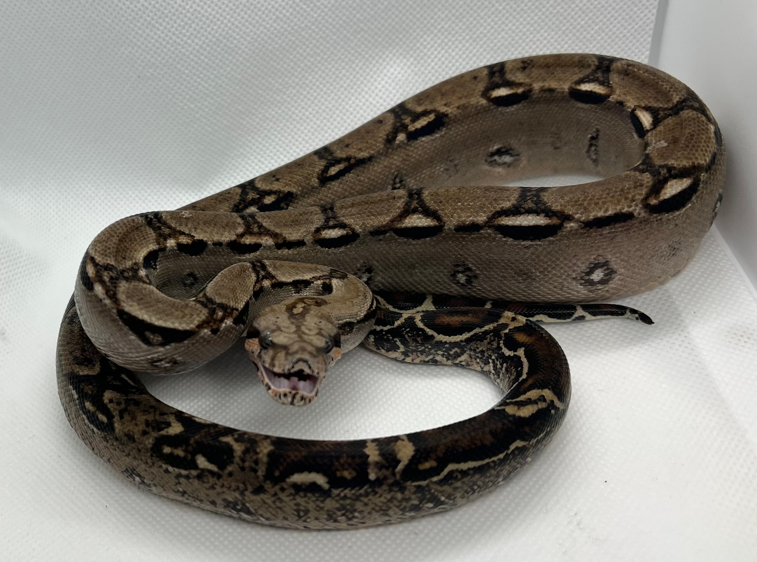 DH Leopard Blood Boa Constrictor by Eisel Reptiles - MorphMarket