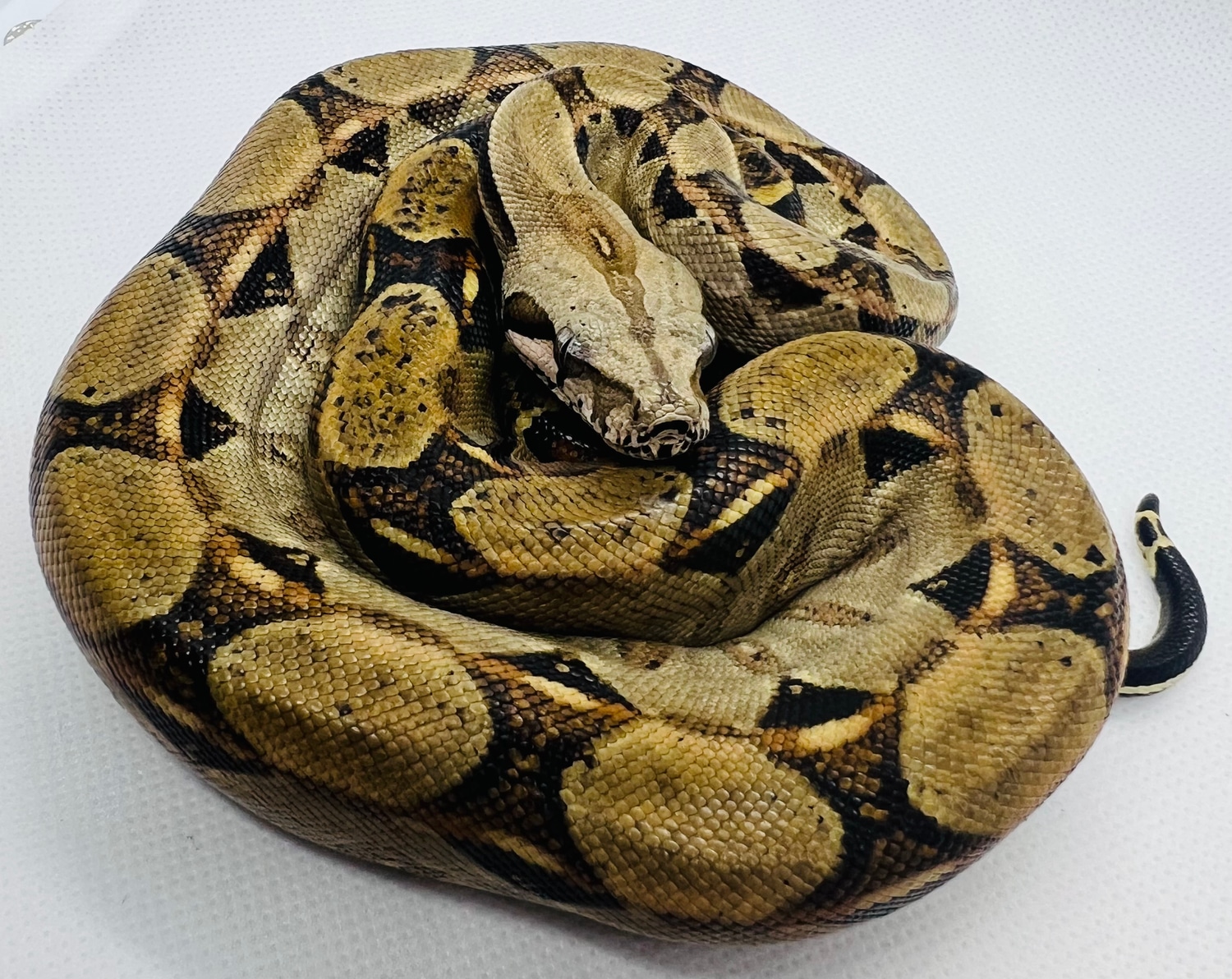 Normal Double Het Blizzard Boa Constrictor by Eisel Reptiles - MorphMarket